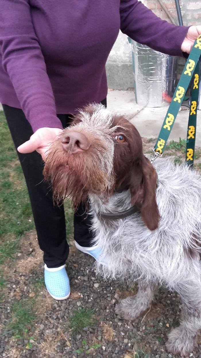 SPINONE ITALIANO