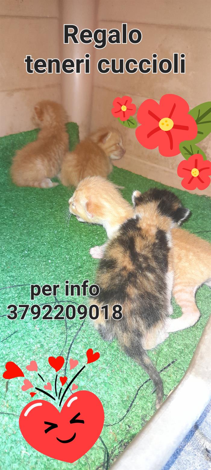 PICCOLI GATTINI