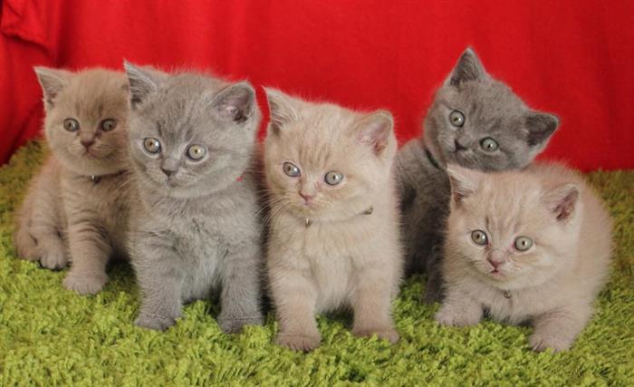 BRITISH SHORTHAIR GATTINI