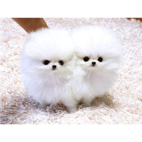 TEACUP POMERANIA