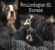 Bulldog francese Bouledogue Blue blu