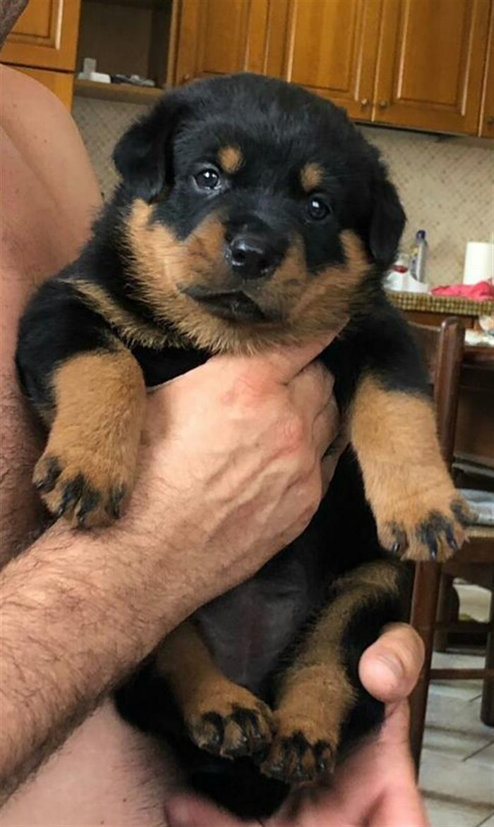 CUCCIOLI ROTTWEILER