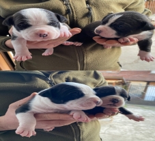 Cuccioli amstaff blue 