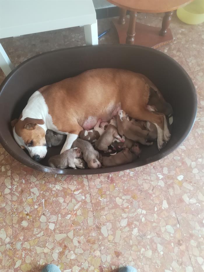 CUCCIOLI AMSTAFF