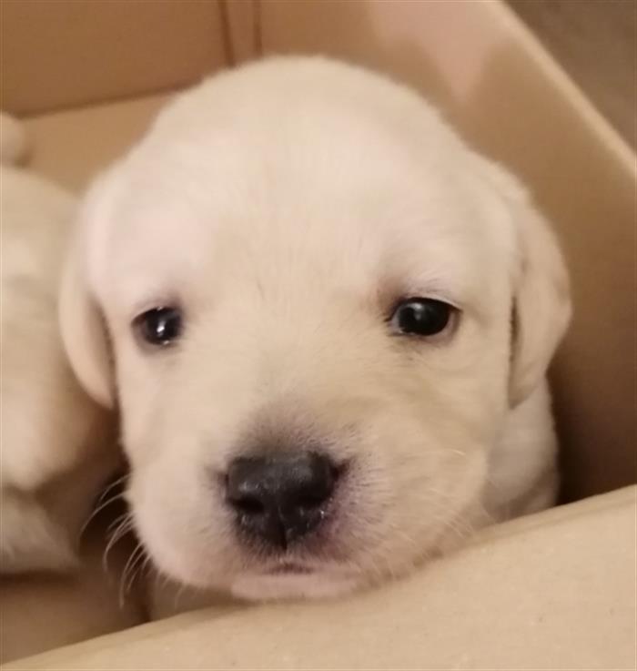 CUCCIOLI LABRADOR