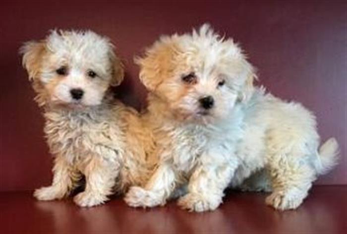 CUCCIOLI DI HAVANESE