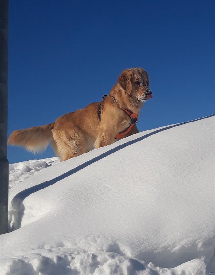 GOLDEN RETRIEVER ACCOPPIAMENTO