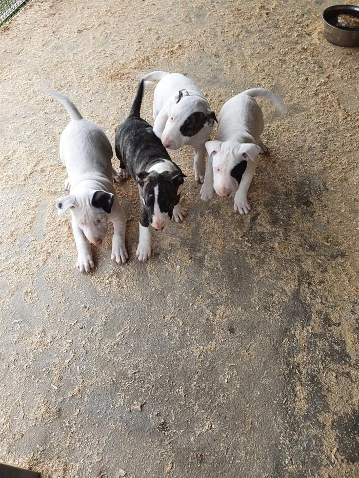 BELLISSIMI CUCCIOLI BULL TERRIER