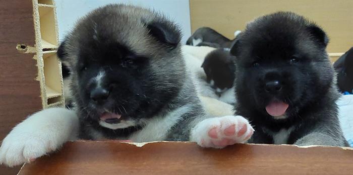 CUCCIOLI AKITA AMERICANO