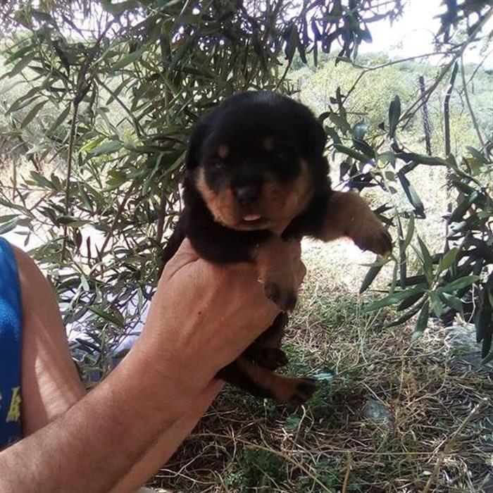 ROTTWEILER 6 BELLISSIMI CUCCIOLI 3 MASCHI E 3 FEMMINE GENITORI VISIBILI RAZZA GRANDE NATI IL 1 LUGLIO 2018 150 POCO TRATTABILI PER IFO  [cancellato]