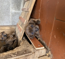 2 Cuccioli di segugio Maremmano