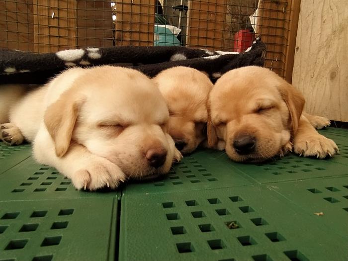 CUCCIOLI LABRADOR