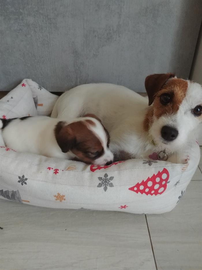 CUCCIOLI JACK RUSSEL