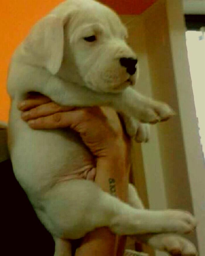 DOGO ARGENTINO