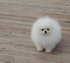 Cuccioli di Pomerania in vendita.