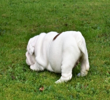 Stunning Litter Of Standard English Bulldogs