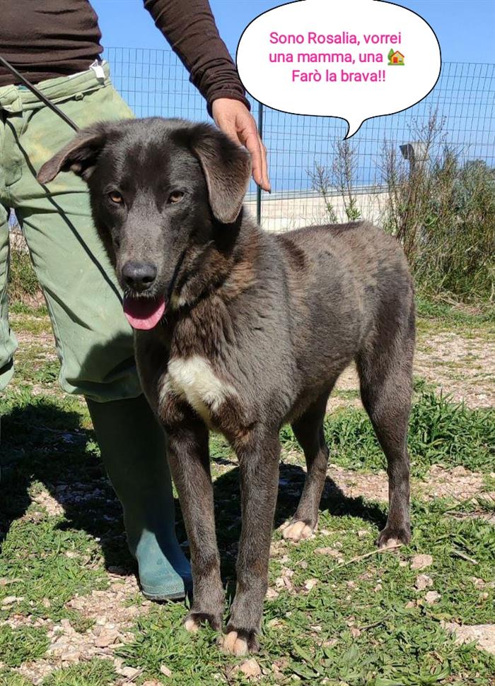 CUCCIOLOTTA DI UN ANNO CERCA ADOZIONE