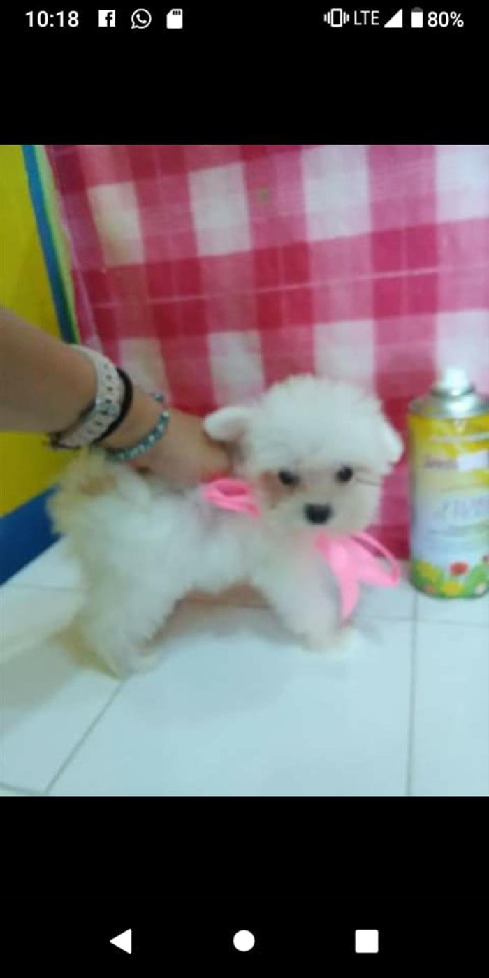 CUCCIOLI DI MALTIPOO