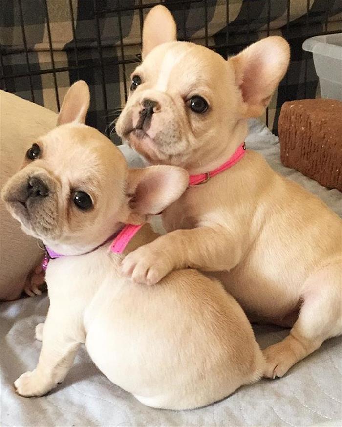 CUCCIOLI DI BULLDOG FRANCESE MASCHIO E FEMMINA