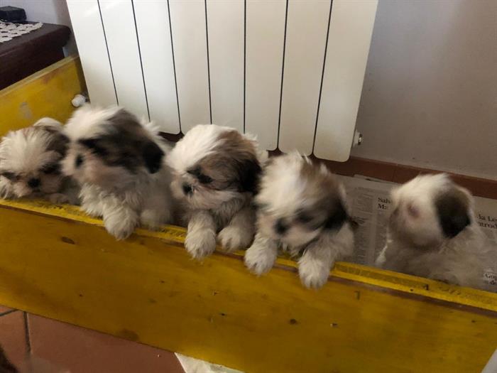 CUCCIOLI DI SHIH-TZU