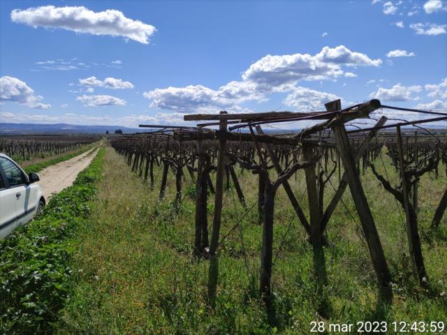 Terreno agricolo in vendita a cerignola pignatella