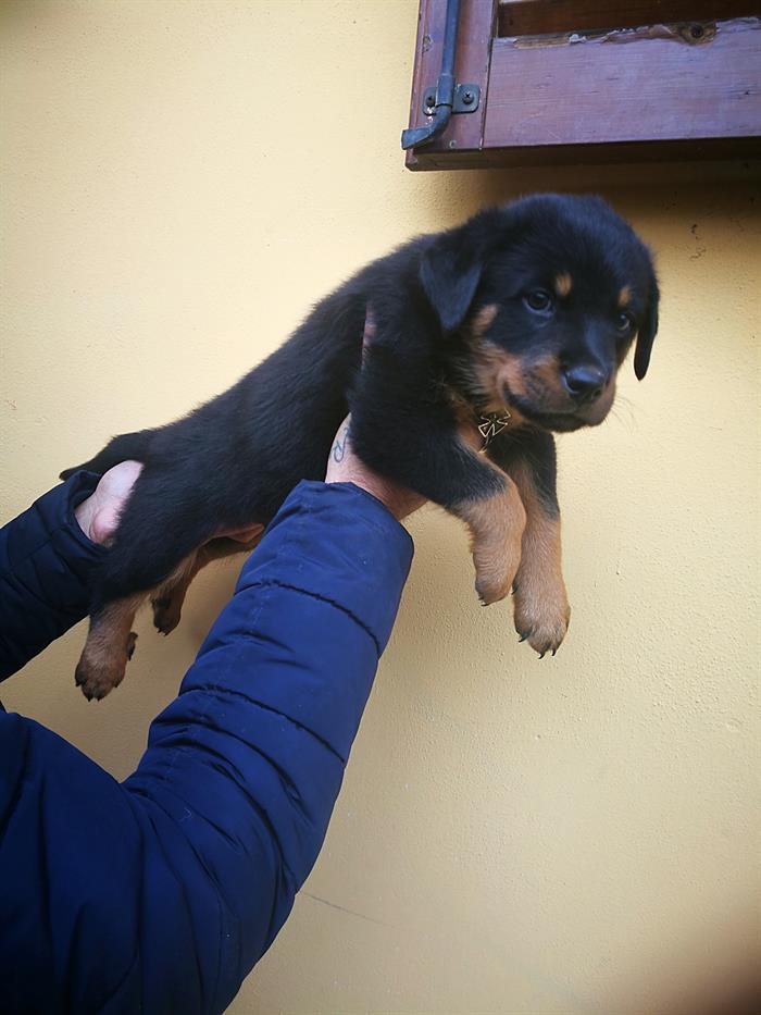 CUCCIOLI DI ROTTWEILER