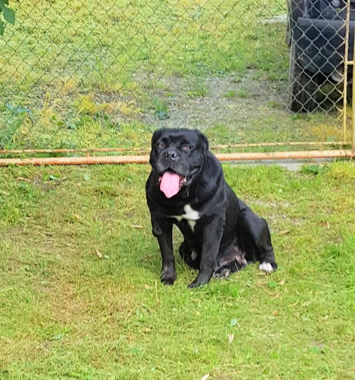 CANE CORSO STUPENDA FEMMINA ADULTA