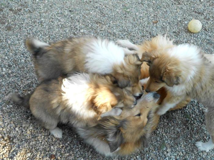 CUCCIOLI COLLIES