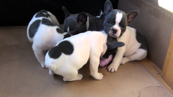 BOULEDOGUE FRANCESE CUCCIOLI