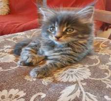 Cuccioli di Maine Coon