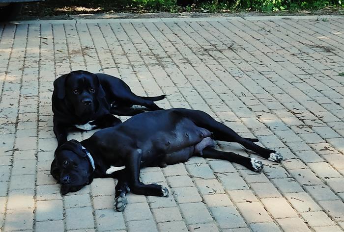 CUCCIOLI DI CANE CORSO