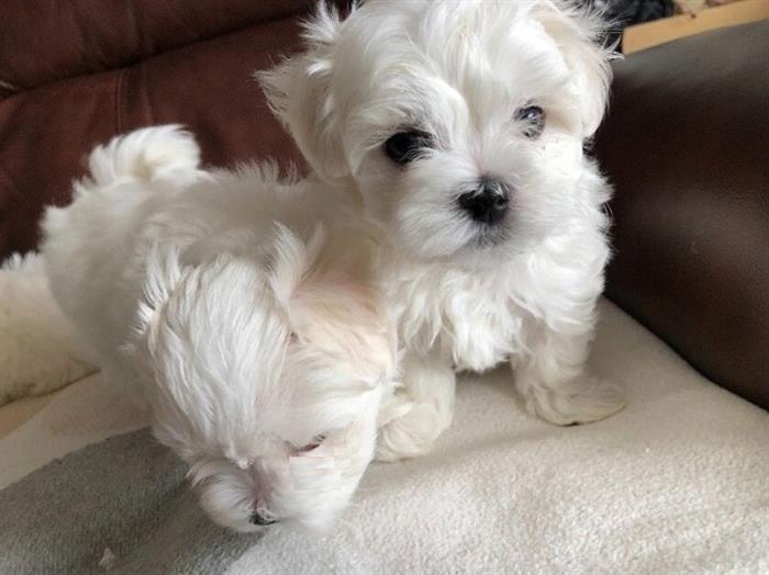 ADORABILI CUCCIOLI MASCHIO E FEMMINA MALTESE