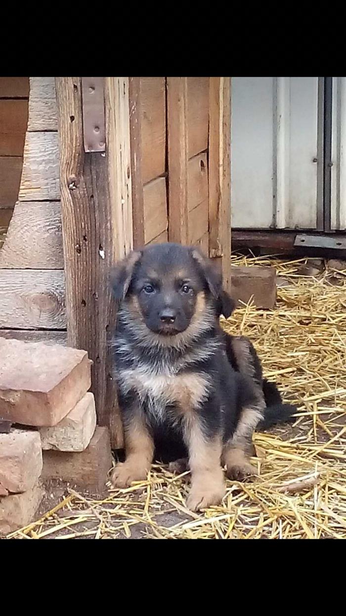 CUCCIOLI PASTORE TEDESCO