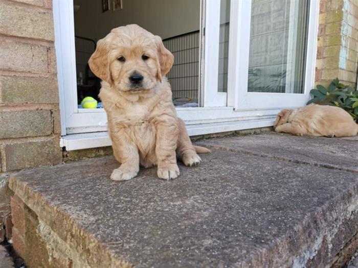 CUCCIOLI DI GOLDEN RETRIEVER