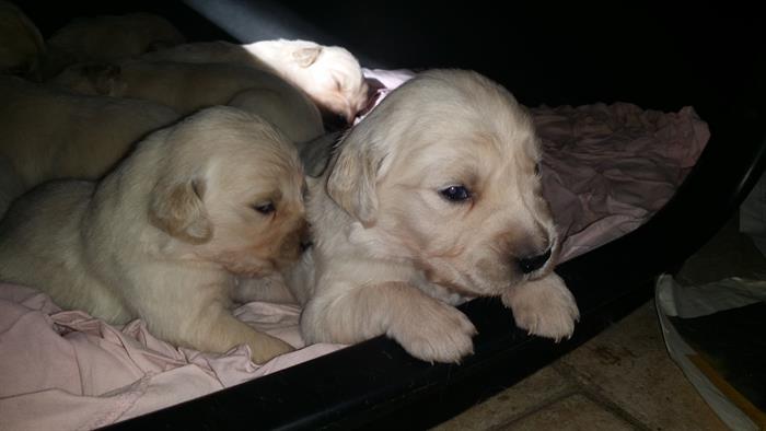 CUCCIOLI GOLDEN RETRIEVER