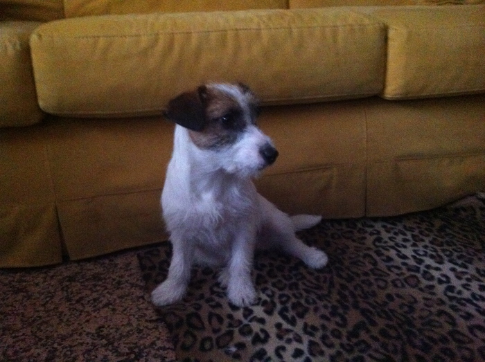 VENDO JACK RUSSEL TERRIER FEM. 22/07/14 PEDIGREE E LIBRETTO SAN.