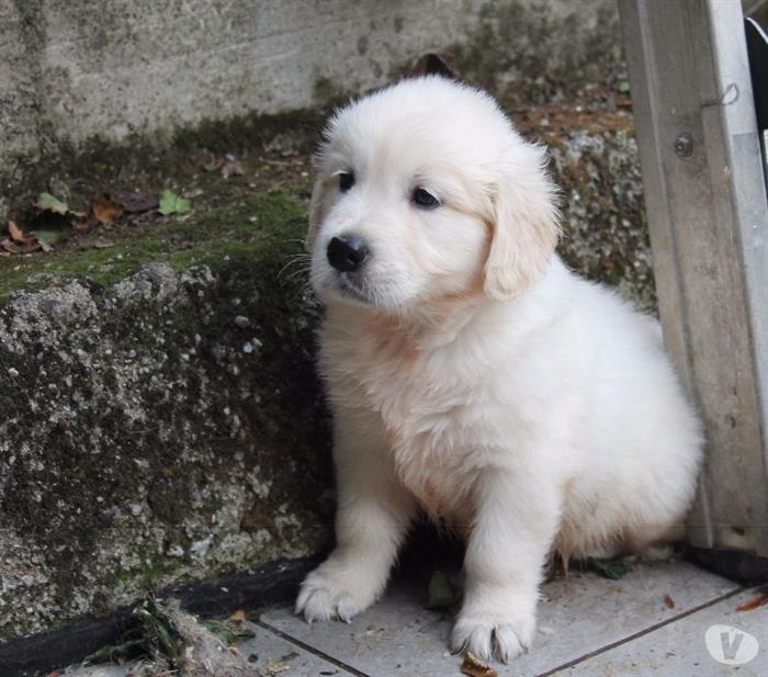 GOLDEN RETRIEVER