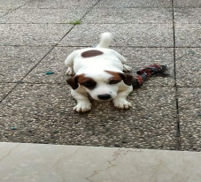 Cucciolo Jack Russell terrier