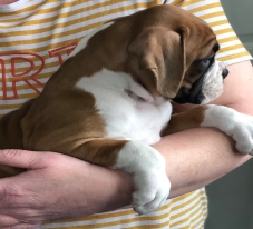 Vendo cuccioli di boxer europeo