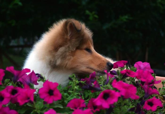 CUCCIOLI COLLIE MASCHI