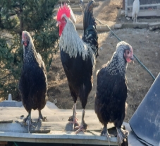 Galli, galline e pulcini Marans Argentate