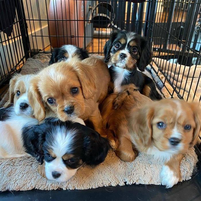 CUCCIOLI CAVALIER KING CHARLES SPANIEL MASCHIO E FEMMINA