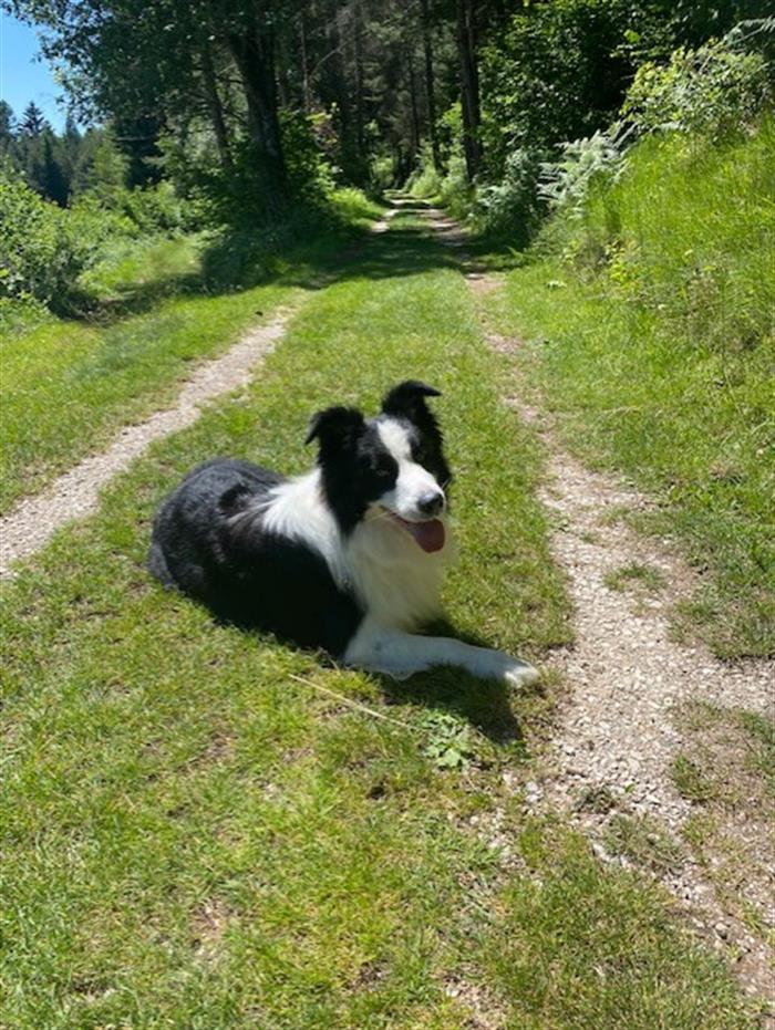 MASCHIO BORDER COLLIE