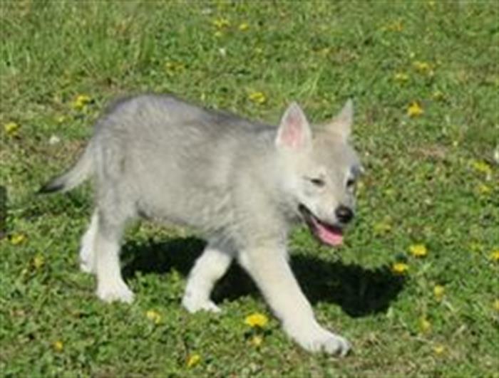 CUCCIOLI DI LUPO CECOSLOVACCO