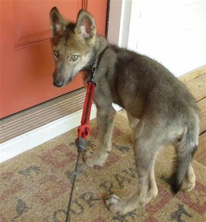 CUCCIOLI DI CANE LUPO CECOSLOVACCO