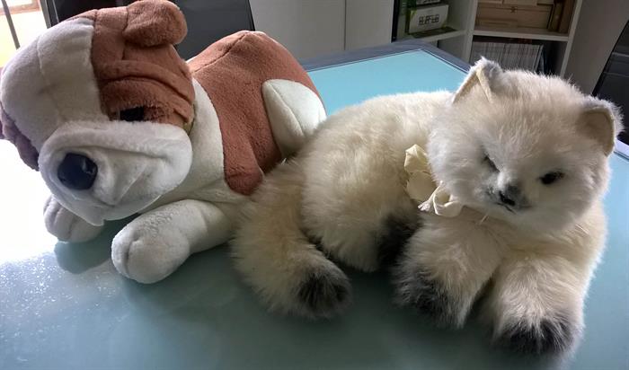 PELUCHE CANE E GATTO