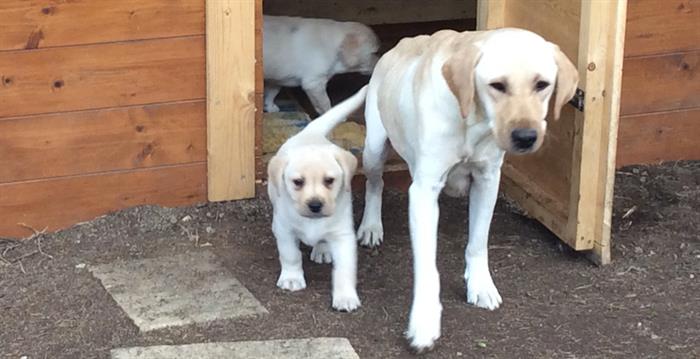 LABRADOR CUCCIOLI