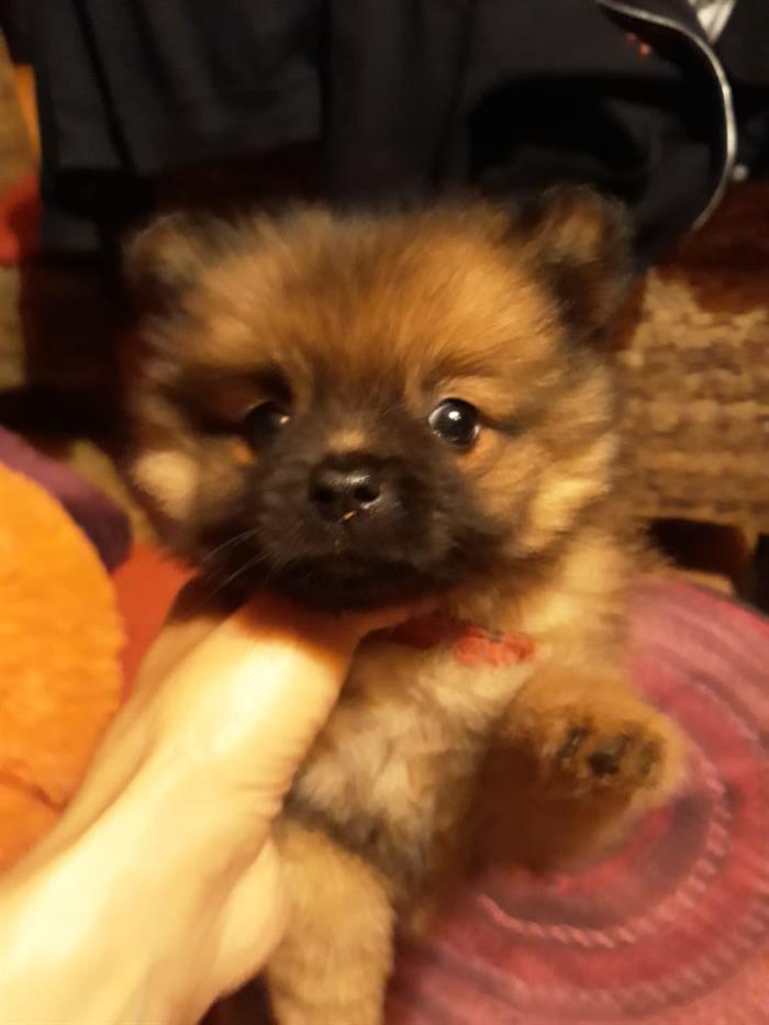 CUCCIOLA VOLPINO DI POMERANIA