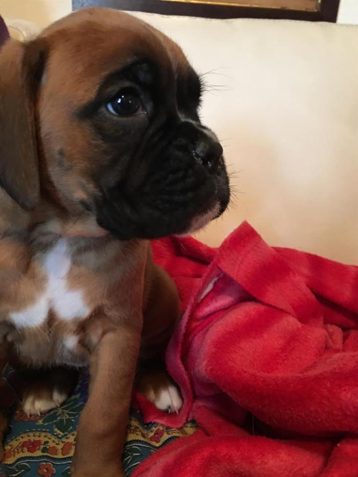 CUCCIOLI BOXER