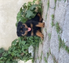 Disponibili cuccioliRottwailer 